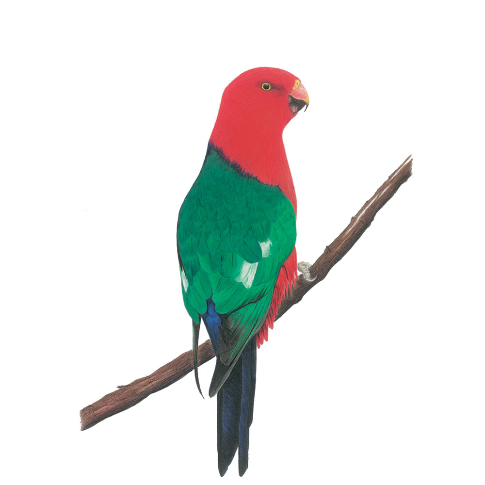 King Parrot – Print | Sarai Meyerink