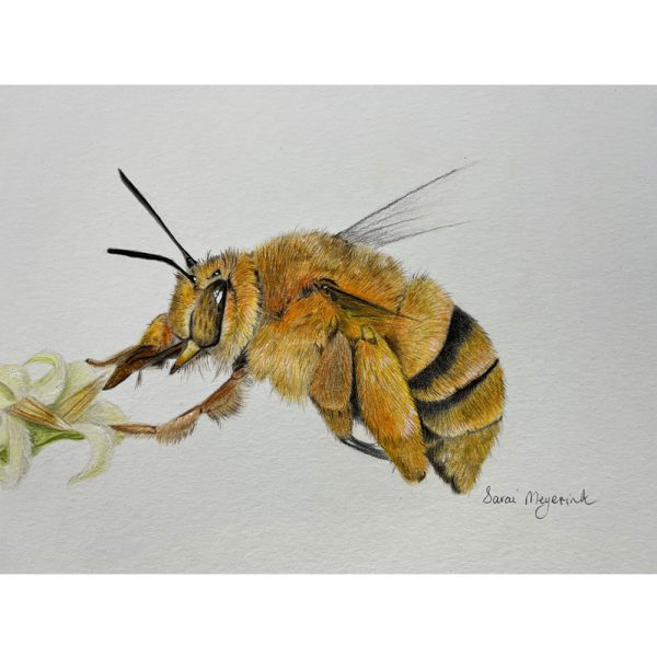 Teddy Bear Bee – Original A5 | Sarai Meyerink