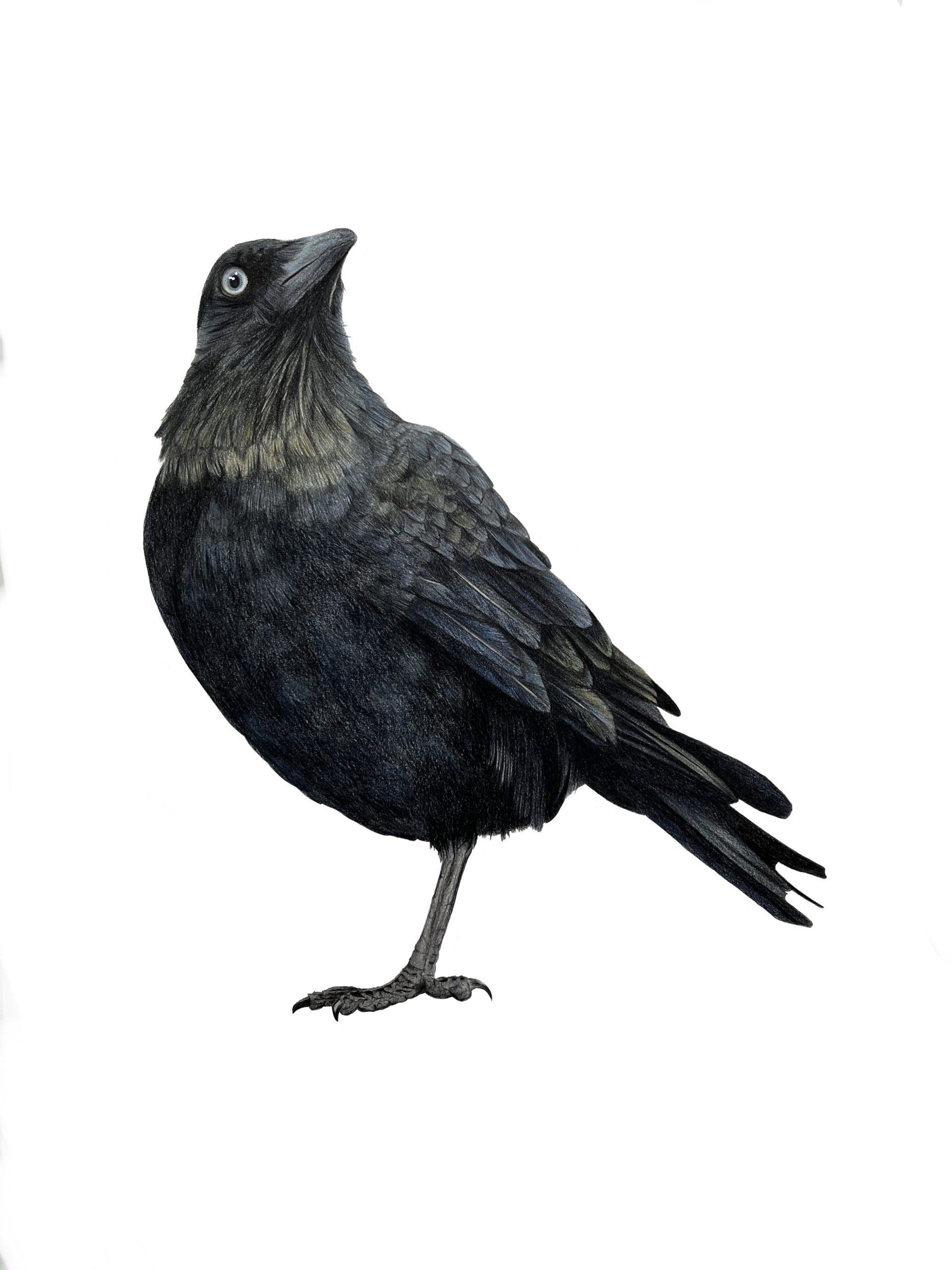 Raven – Original A3 | Sarai Meyerink